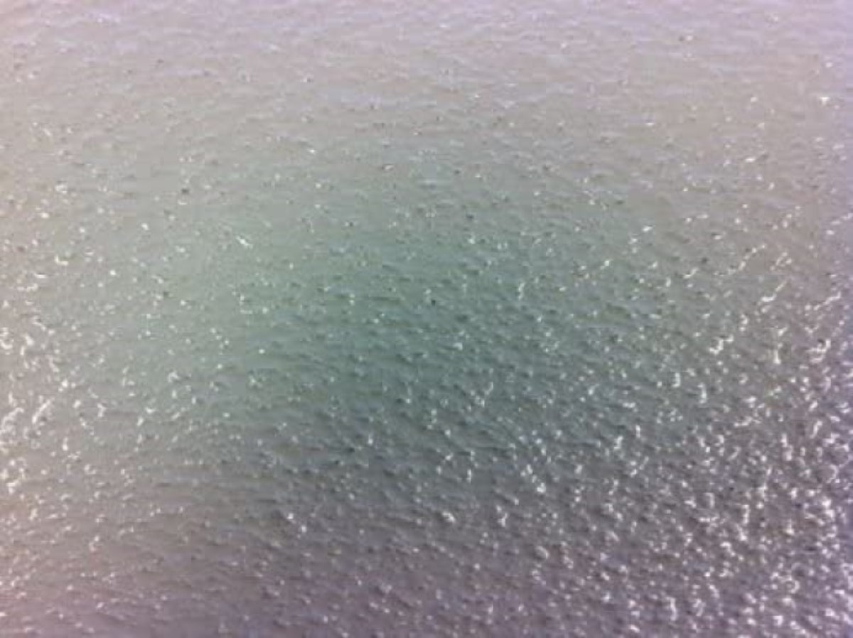 Two Pack Epoxy Non-Slip Textured Finish Floor Paint - Fast Delivery ...
